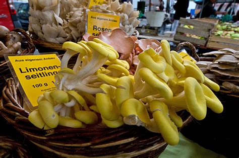 Pleurotus Citrinopileatus The Ultimate Mushroom Guide