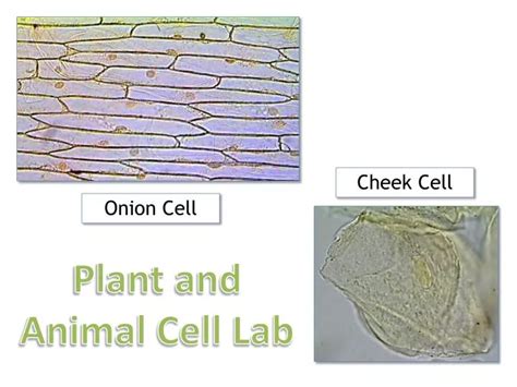 PPT Onion Cell PowerPoint Presentation Free Download ID