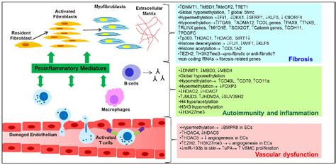 Figure 2 From Unfolding The Pathogenesis Of Scleroderma Through