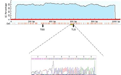 Schematic Representation Of The Location Of Runx3 Msp Primers The