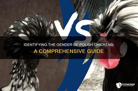 Identifying The Gender Of Polish Chickens A Comprehensive Guide