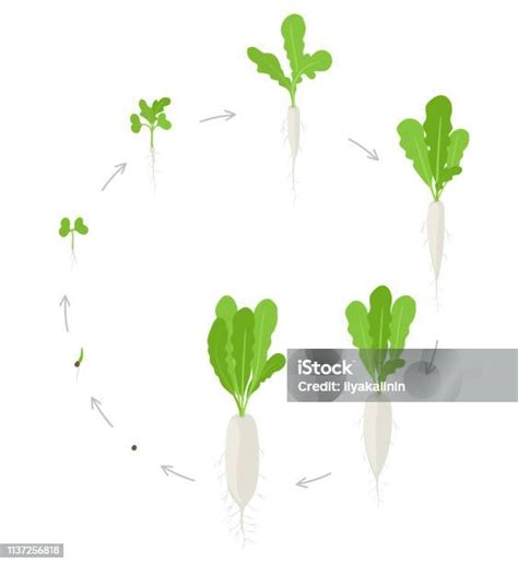 둥근 작물 무 성장 단계 긴 흰 겨울 무 식물의 심기 순환 무 수명 주기 벡터 일러스트 레이 션에 흰색 배경입니다 겨울에 대한 스톡 벡터 아트 및 기타 이미지 Istock