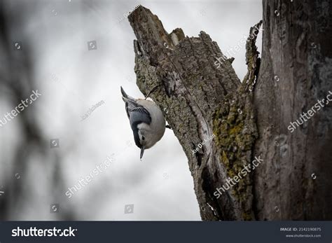 15 977 Hatching Tree Images Stock Photos Vectors Shutterstock