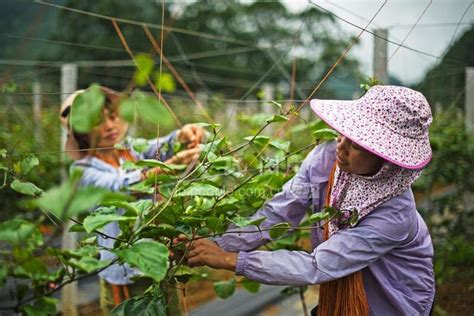 广西靖西果园管护忙 人民图片网