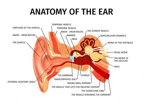 Parts Of The Ear Diagram