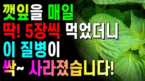 깻잎 5장에 사라지는 질병이 있다는걸 알고 계셨나요 깻잎의 효능과 부작용 완결정리 Youtube