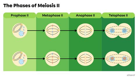 Meiosis Prophase 2