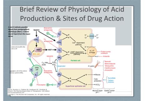 Gastric Acid Secretion Flashcards Quizlet