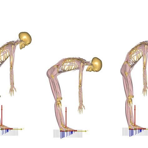 Anybody Musculoskeletal Model Performing Dynamic Full Flexion And