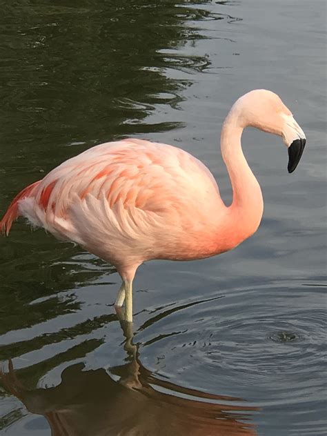 Pink Flamingo Bird