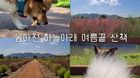 높아진 하늘 아래 여름끝 산책 댕댕이 산책 브이로그 의령 댑싸리 친수공원 Youtube