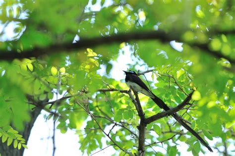 ホイホイホイサンコウチョウの囀り GANREF
