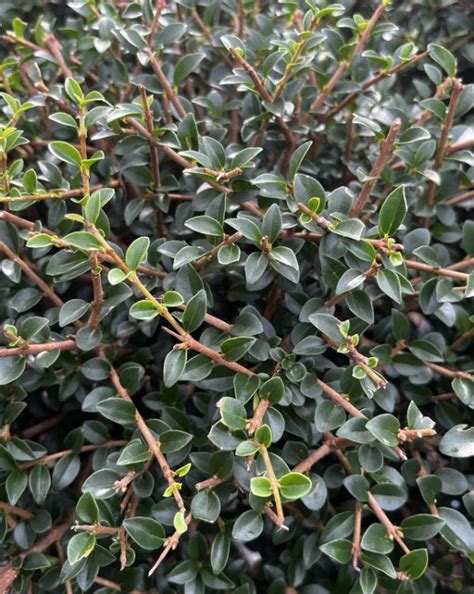 Ligustrum Delavayanum 50cm Stem Golden Valley Plants