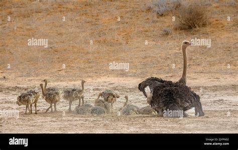 African Ostrich Struthio Camelus Female With Pack Of Chicks Grooming