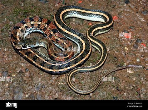 Striped Keelback Amphiesma Stolatum Non Venomous Common Closely