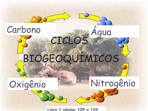 Ciclos Biogeoquímicos Ppt Science