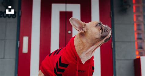 빨간색과 검은색 스트라이프 셔츠에 갈색 짧은 코팅 작은 개 사진 Unsplash의 무료 송신 이미지