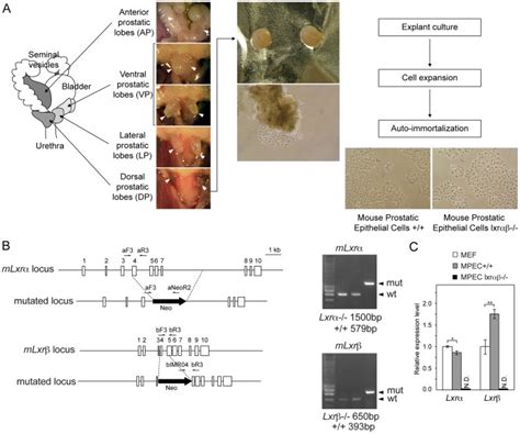 A Schematic Mouse Prostate Lobe Representation Left Panel