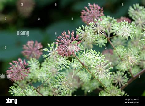 Seed Head Of The Aralia Cordata Also Known As Japanese Spikenard