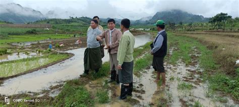 လောက်ကိုင်မြို့နယ်တွင် ဒေသဆန်ဖူလုံရေး မိုးစပါးစိုက်ပျိုးနေမှုအခြေအနေနှင့် စိုက်ပျိုးပြီးသည့် လယ