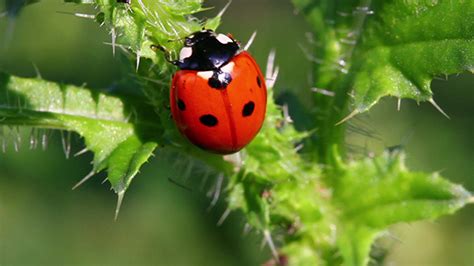 Ladybug On Green Grass Stock Footage Videohive