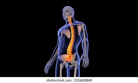 인간 뼈 척추뼈 해부학 스톡 일러스트 2226030849 Shutterstock