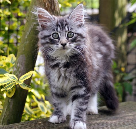Download Majestic Norwegian Forest Cat Relaxing Outdoors Wallpaper