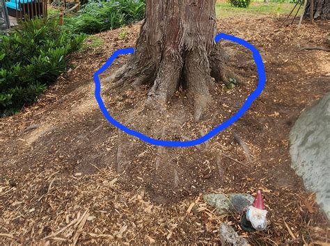 Root Flare Album On Imgur