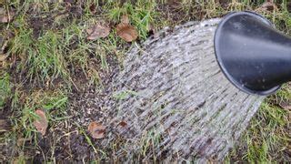 How To Plant Grass Seed Top Ten Reviews