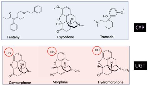 Some Opioids Get A Boost From Other Drugs Some Dont Heres Why American Council On Science