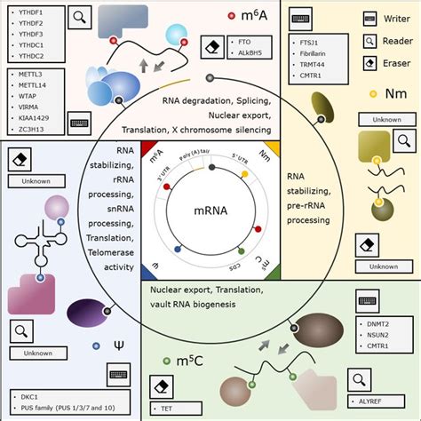 Epitranscriptomic Regulation In Major Brain Disorders Download