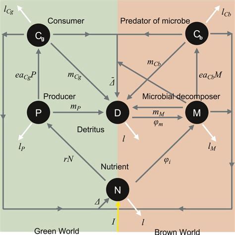 Schematic Diagram Of The Ecosystem Model Circles Represent Download Scientific Diagram