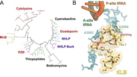 17 Laps A A Maximum Likelihood Tree Of A Representative Sample Of Download Scientific