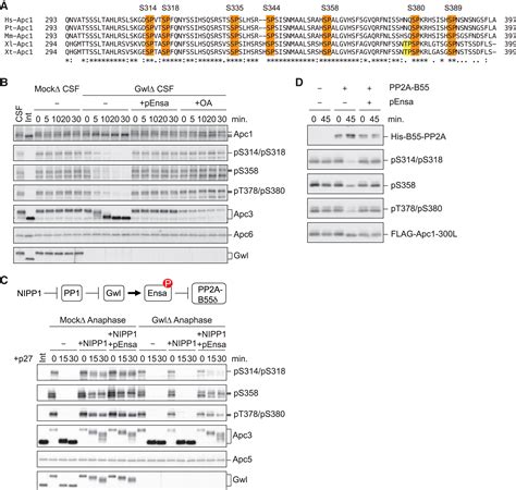 Cdk1 Pp2a B55 Interplay Ensures Cell Cycle Oscillation Via Apc1 Loop300 Cell Reports