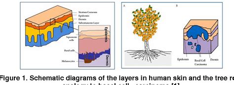 Figure 1 From Simulating The Response Of Terahertz Radiation To Basal Cell Carcinoma Using