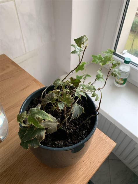 Hedera Helix Losing Leaves What To Do Rplantclinic