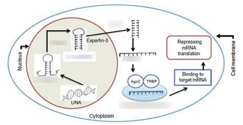Diagram Of Tbl 10 Noncoding Rna Quizlet