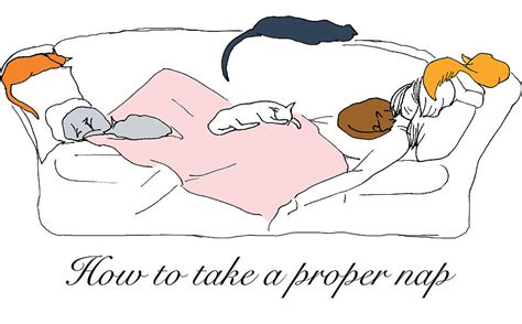 Cat Nap Drawing By Diane Staub Fine Art America