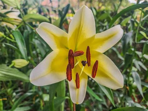 บานสะพรั่ง เทศกาลดอกไม้งามแห่งขุนเขา “หนาวสุดกลางสยาม” บนแก่นมะกรูด จ อุทัยธานี