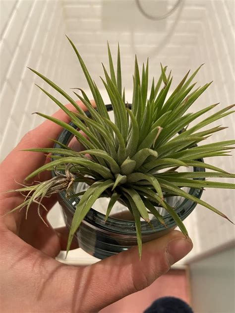 Complete Newbie Needs Help I Think Rairplants