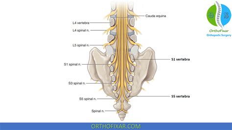 S1 Nerve Root Examination Orthofixar 2025