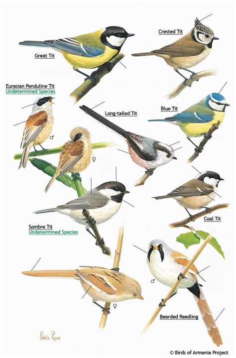 The Many Types Of Tits Titsorgtfo