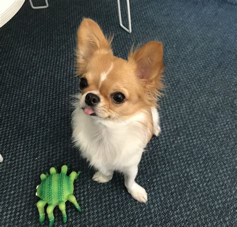 장모치와와 제리 강아지 책임분양 ♥분양완료 강아지무료분양 고양이무료분양 유기견입양 아이조아요양보호소