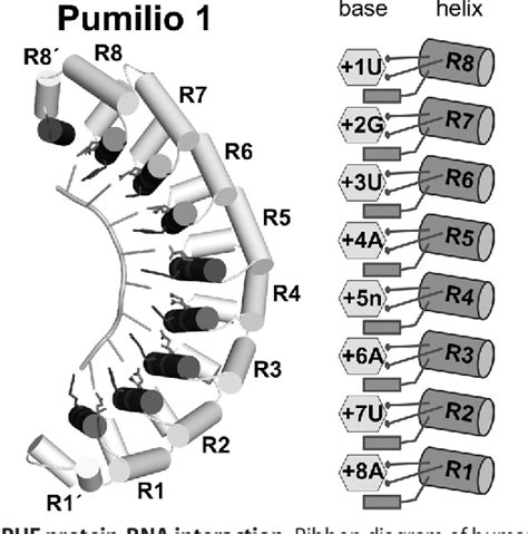 Figure 1 From Divergence Of Pumiliofem 3 Mrna Binding Factor Puf