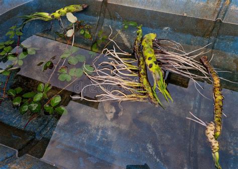 Root Grows To A Depth Of 50 To 200 Cm In The Muddy Bottom Stock Image