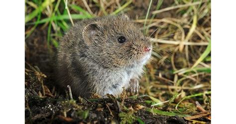 Следете редовно за обикновената полевка | Български Фермер