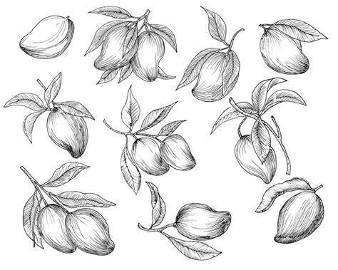 Hand Drawn Mango Illustration Set 26443856 Vector Art At Vecteezy