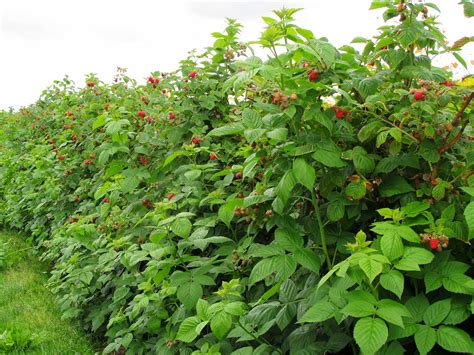 How To Grow And Care Or Wild Raspberry Artofit