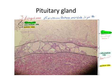 SOLUTION Endocrine System Lab Studypool