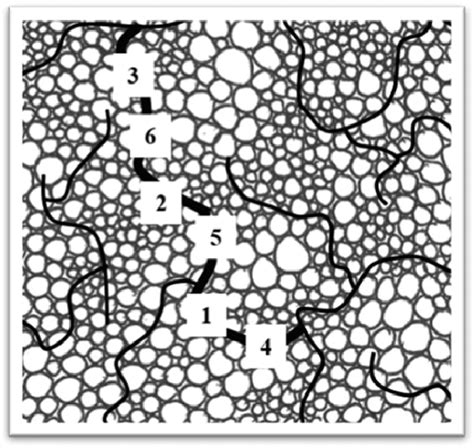 A Fragment Of Conductive Pathways In The Infinite Percolation Cluster